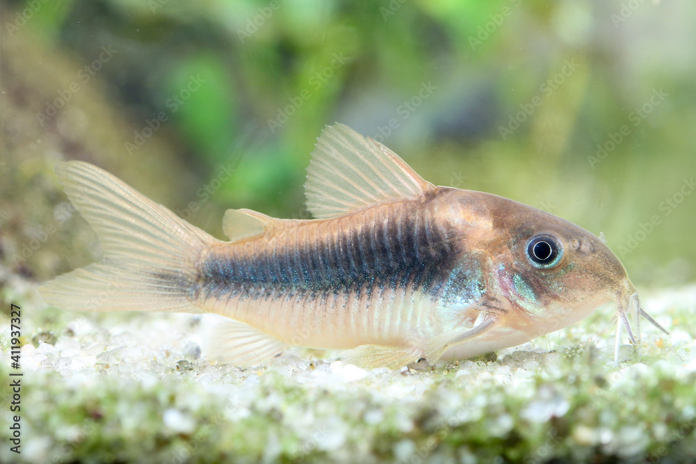 Poster Bronze corydoras, Corydoras aeneus, tropical freshwater fish in ...