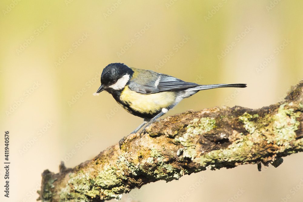 Foto de Chapim Real, especie bastante comum em toda a Europa e Ásia. do ...