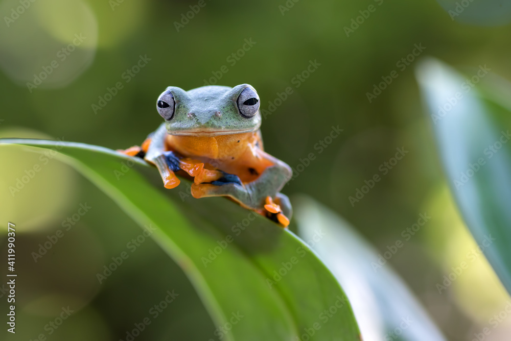 Green flying tree frog sitting on a leaf, Indonesia Stock Photo | Adobe ...