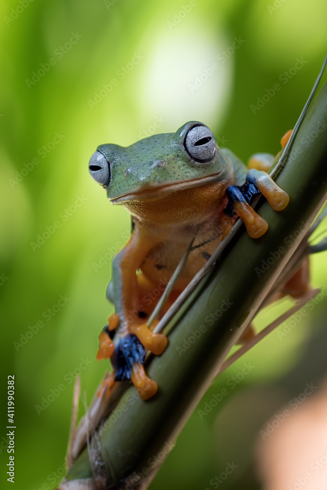Green flying tree frog sitting on bamboo, Indonesia Stock Photo | Adobe ...