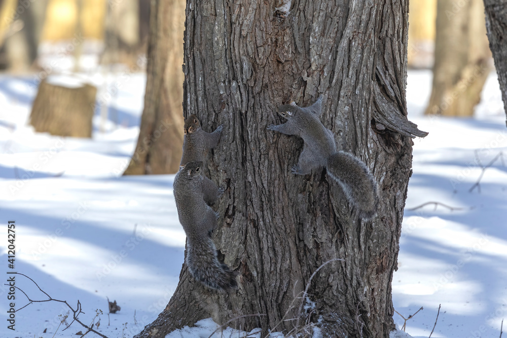 Eastern grey squirrel - mating squirrels. Winter scene from Wisconsin ...