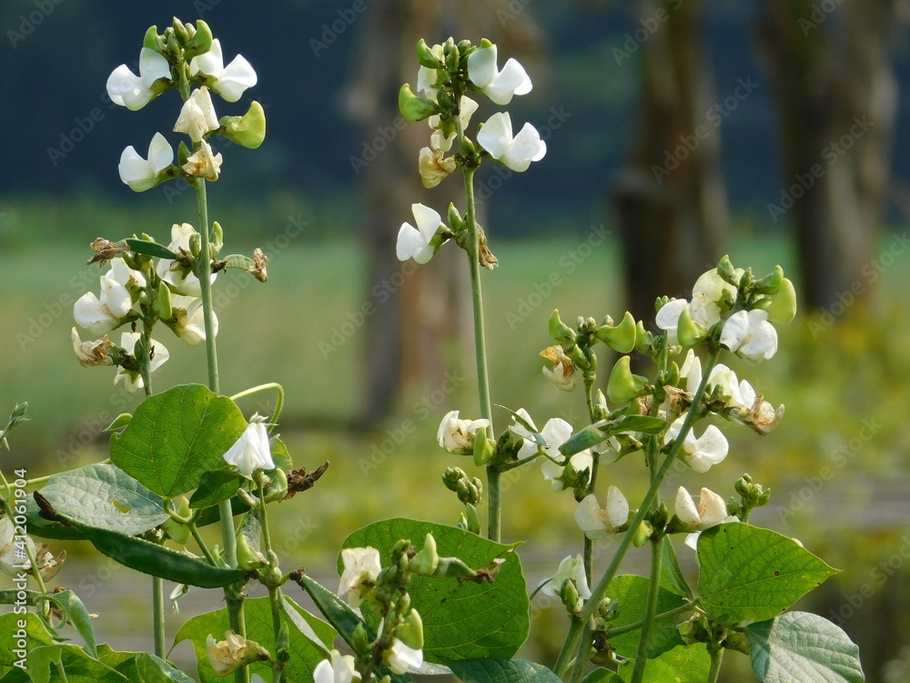 Foto de Lablab purpureus (Hyacinth bean, Dolichos bean, Seem bean ... Foto de Lablab purpureus (Hyacinth bean, Dolichos bean, Seem bean ...