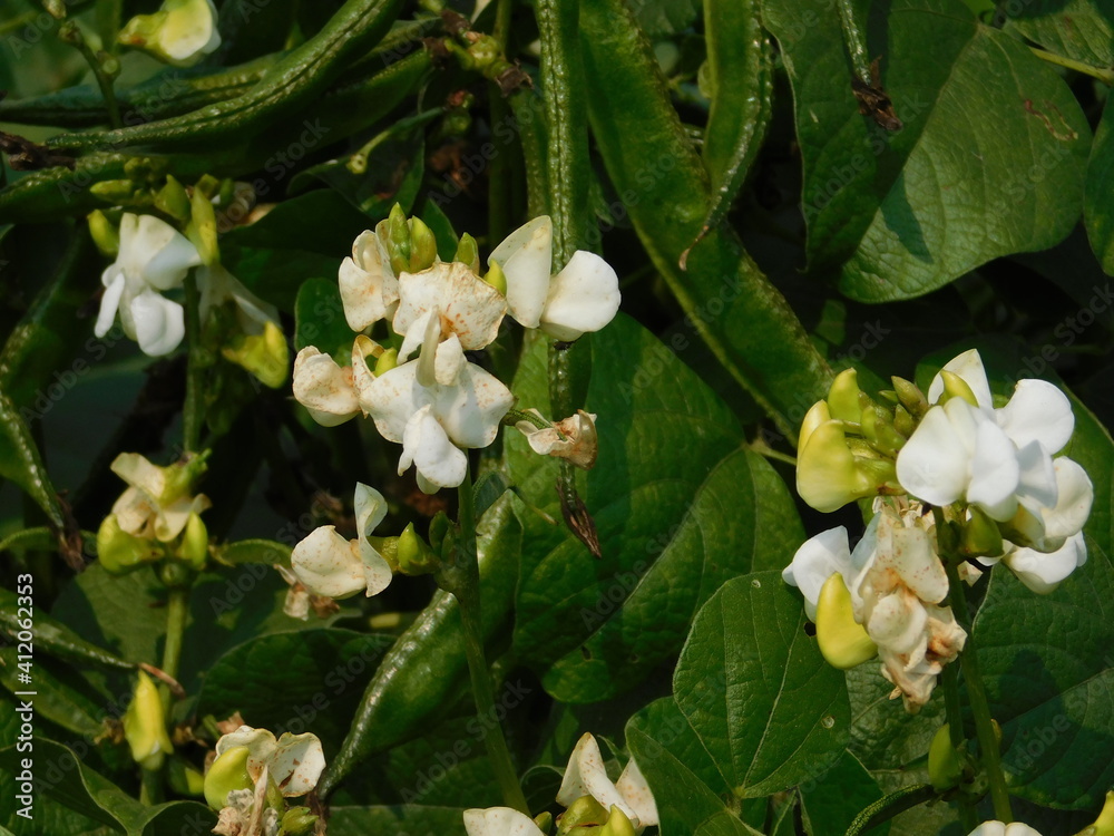 Foto de Lablab purpureus (Hyacinth bean, Dolichos bean, Seem bean ...