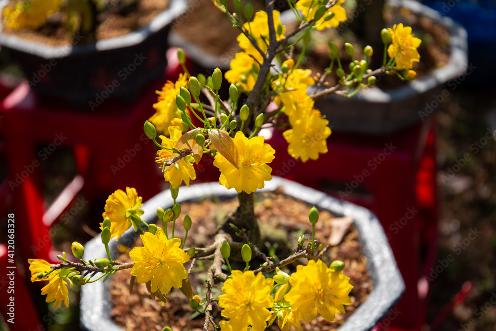 Ochna integerrima flower. Royalty high quality free stock image of ...