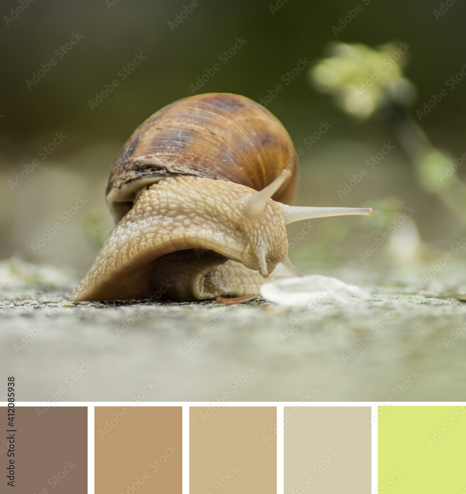 Color palette swatches of brown beige gamma of land snail. Shallow ...