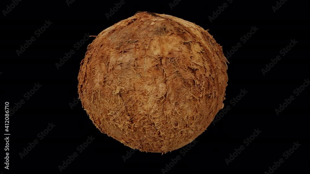 Realistic render of a rotating Husked Ripe Coconut on transparent ...