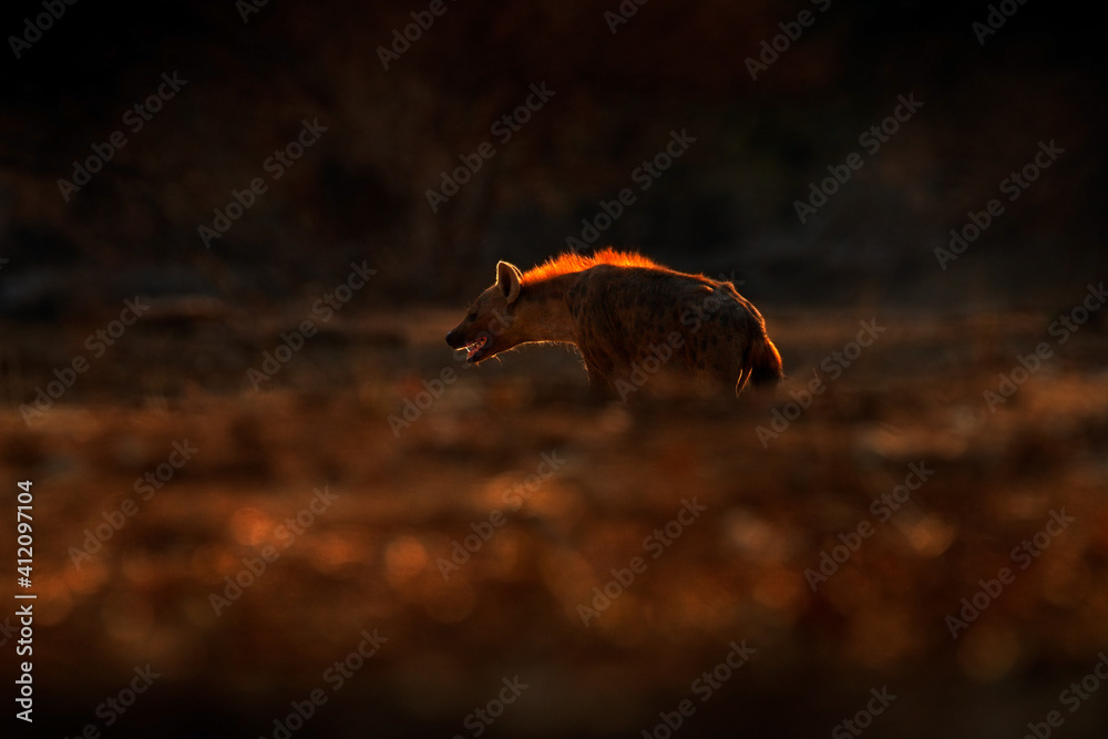 Hyena sunset, bristled up back. Spotted hyena, Crocuta crocuta, angry ...
