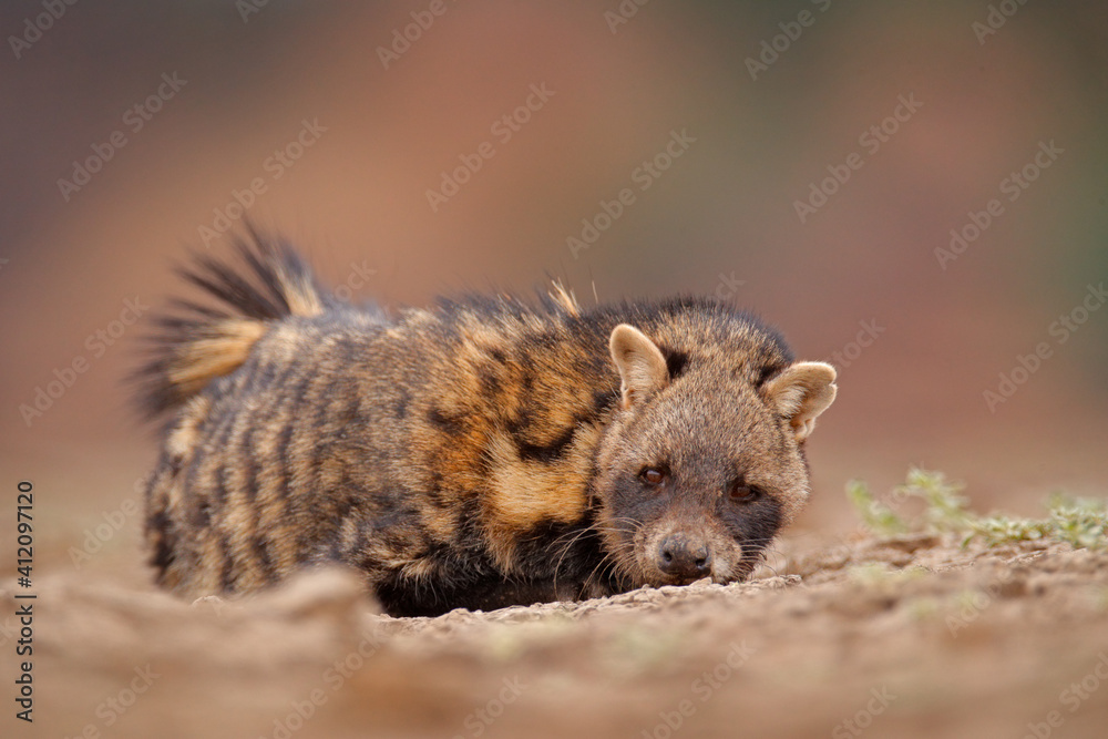 Civet, Civettictis Civetta, in the desert, Mana Pools NP, Zimbabwe ...