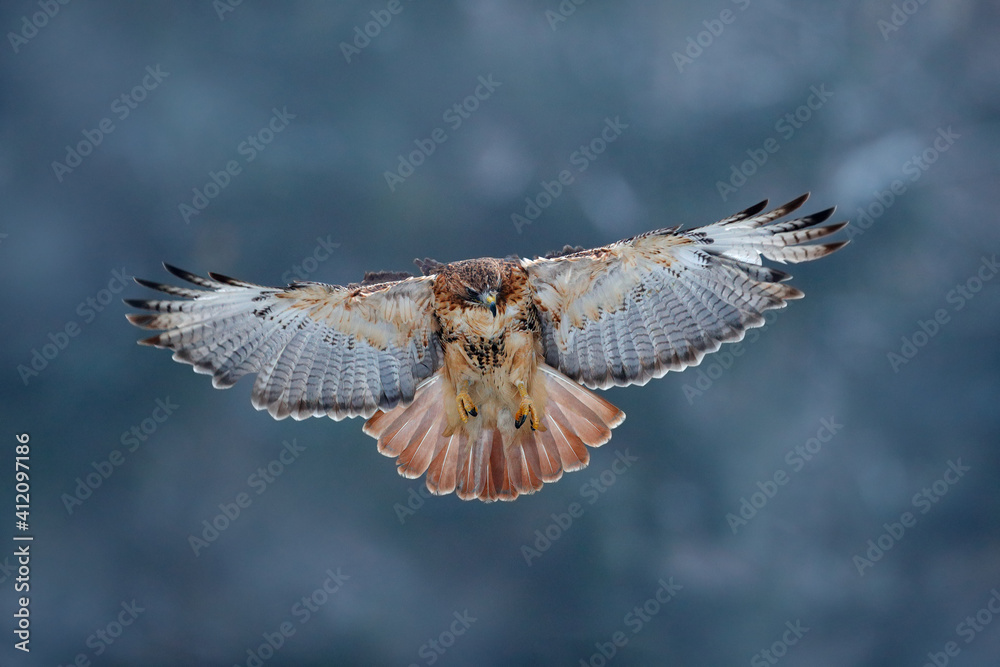 Flying Hawk From Above