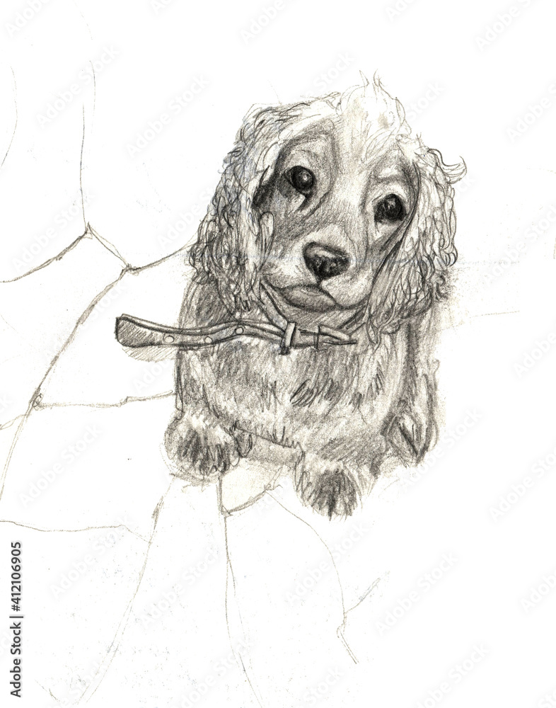 Cocker Spaniel hand drawn in slate pencil. Cute little dog sitting on ...