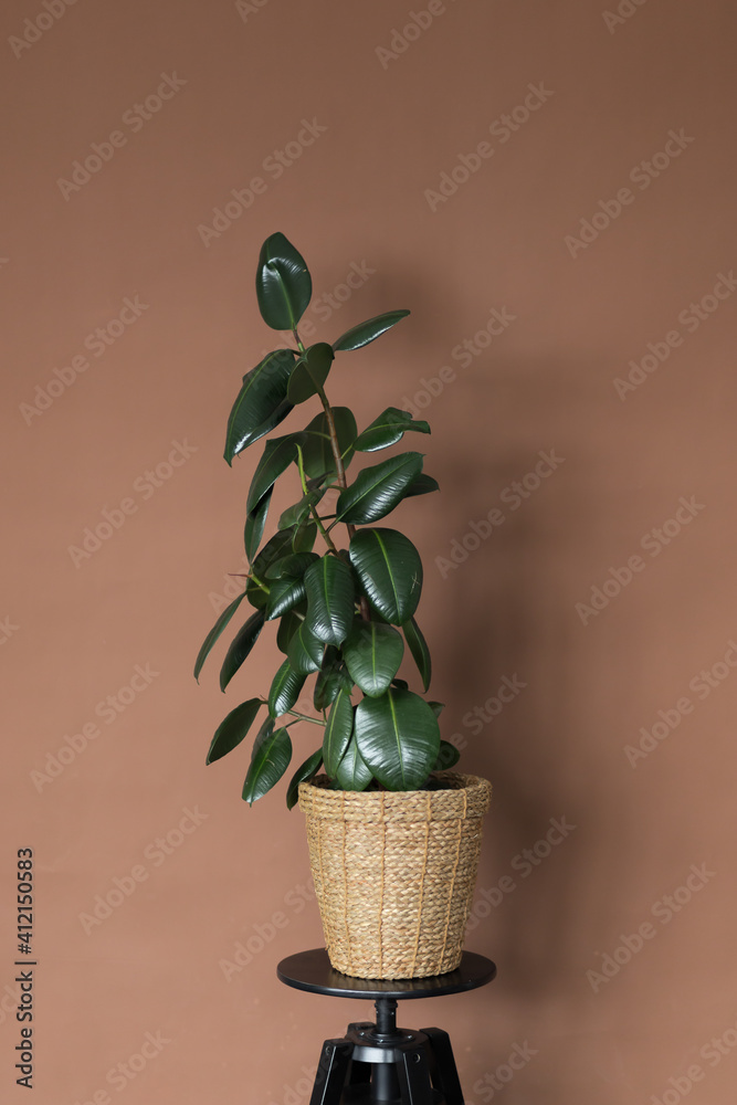 there is a beautiful ficus tree in a wicker flowerpot against a brown ...
