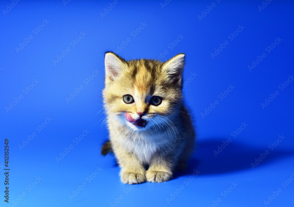 Small kitten of the British chinchilla breed on blue background. Little ...