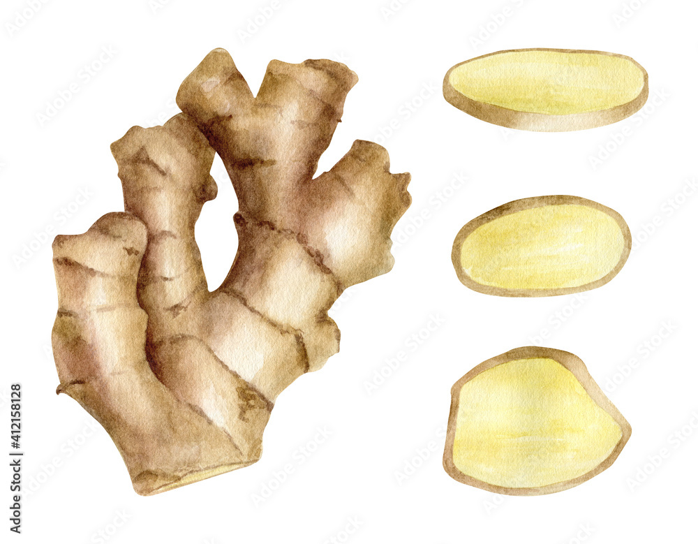 Watercolor ginger root with slices. Hand drawn ginger rhizome cross ...