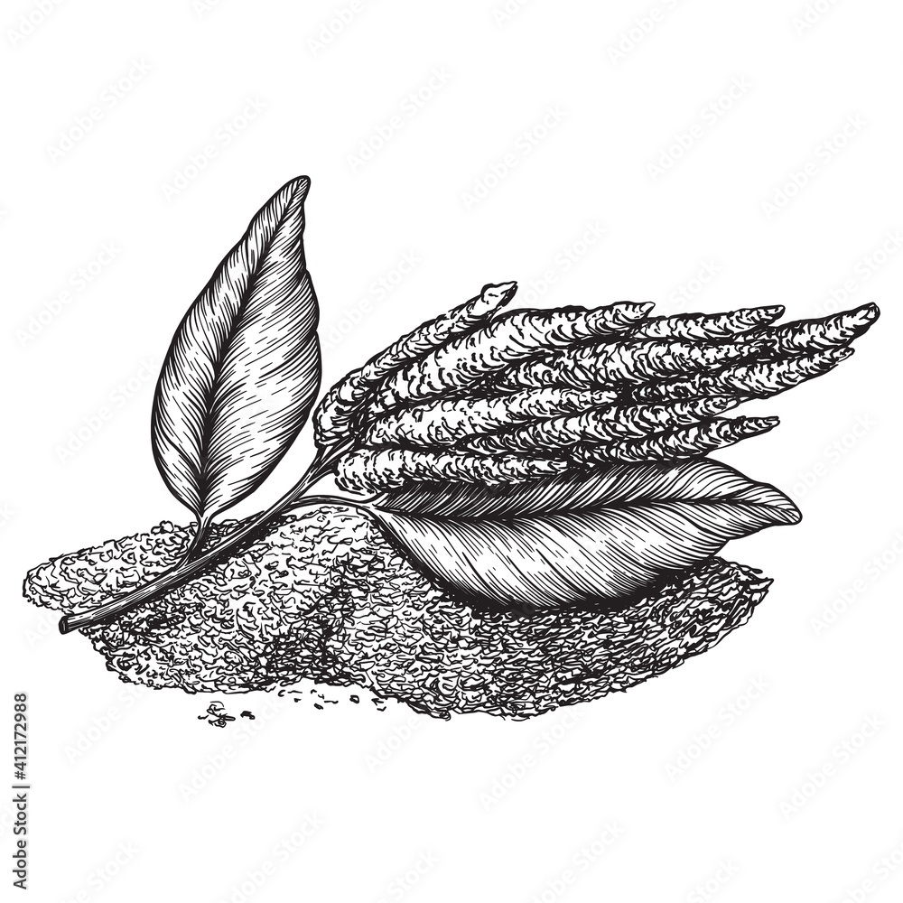 Drawings of amaranth flowering plants and seeds. Organic superfood ...