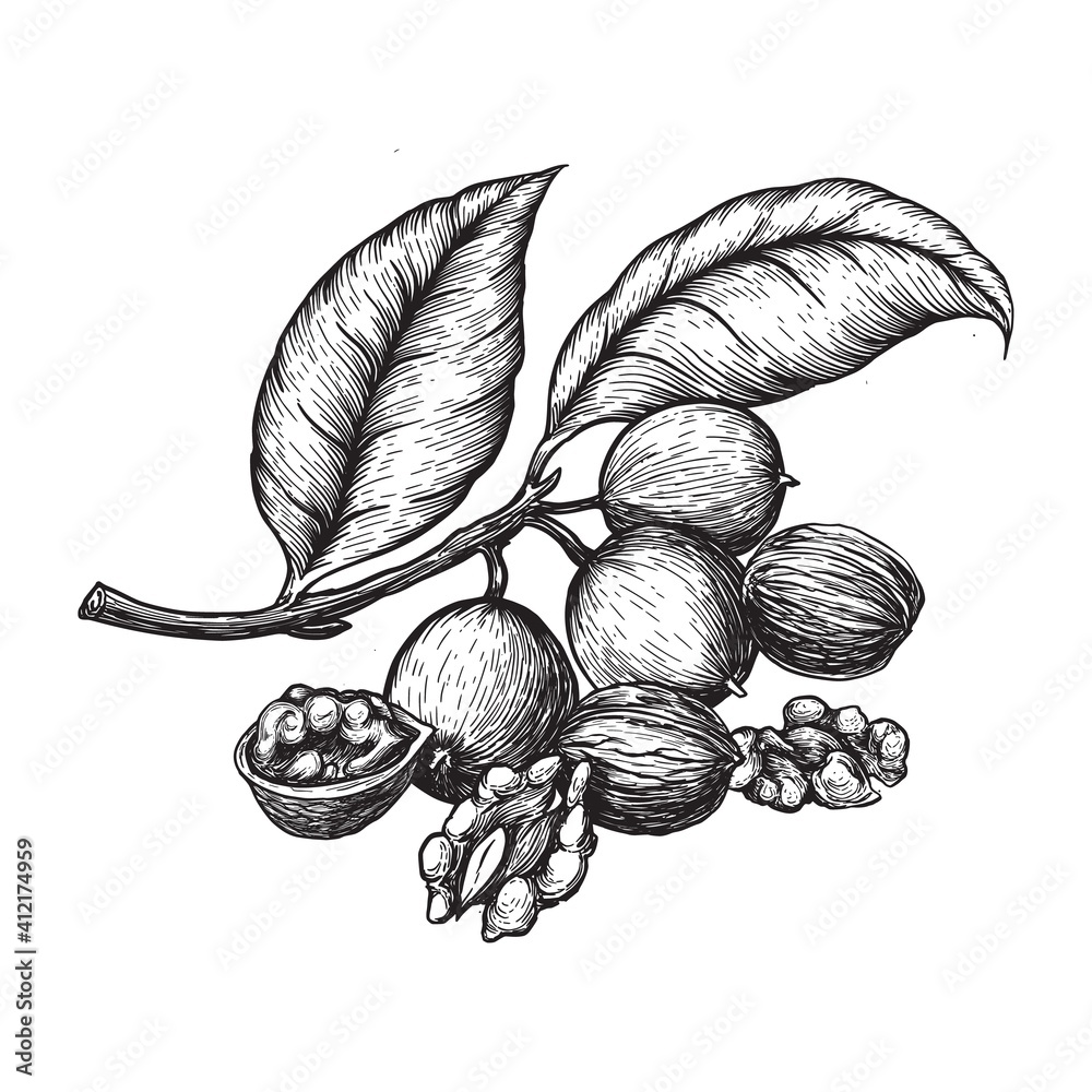 Walnuts whole and halves. A branch of a walnut tree with green fruits ...