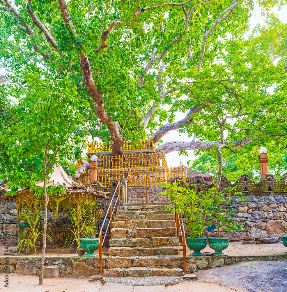 Panorama of Bodhi Tree in Padeniya Temple, Sri Lanka Stock Photo ...