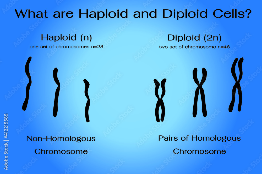 Differentiation of haploid and diploid chromosome in human Stock Vector | Adobe Stock