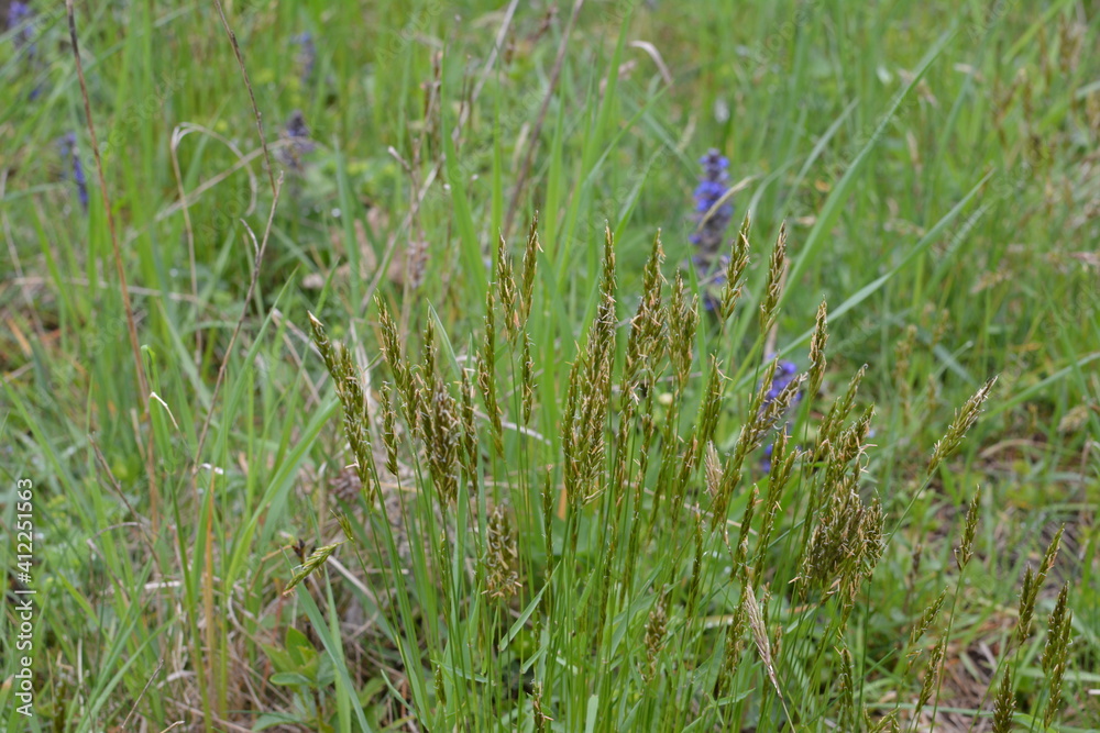 sweet grass or holy grass, Hierochloe odorata, mannagrass, Anthoxanthum ...