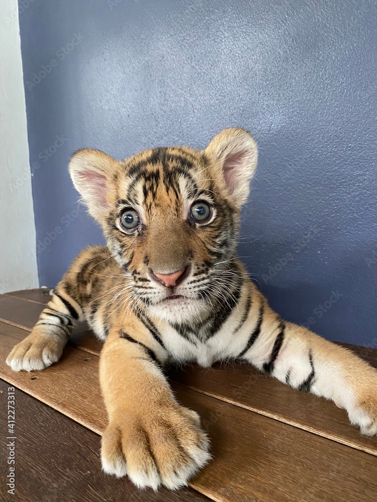 Baby tiger Stock Photo | Adobe Stock