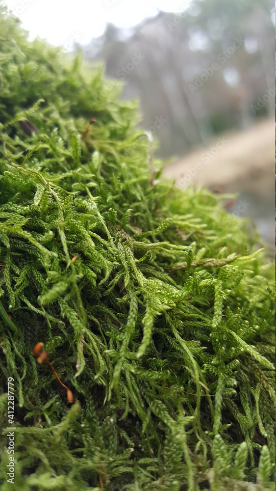 Dense and lush forest moss growing on a tree and different lichens ...