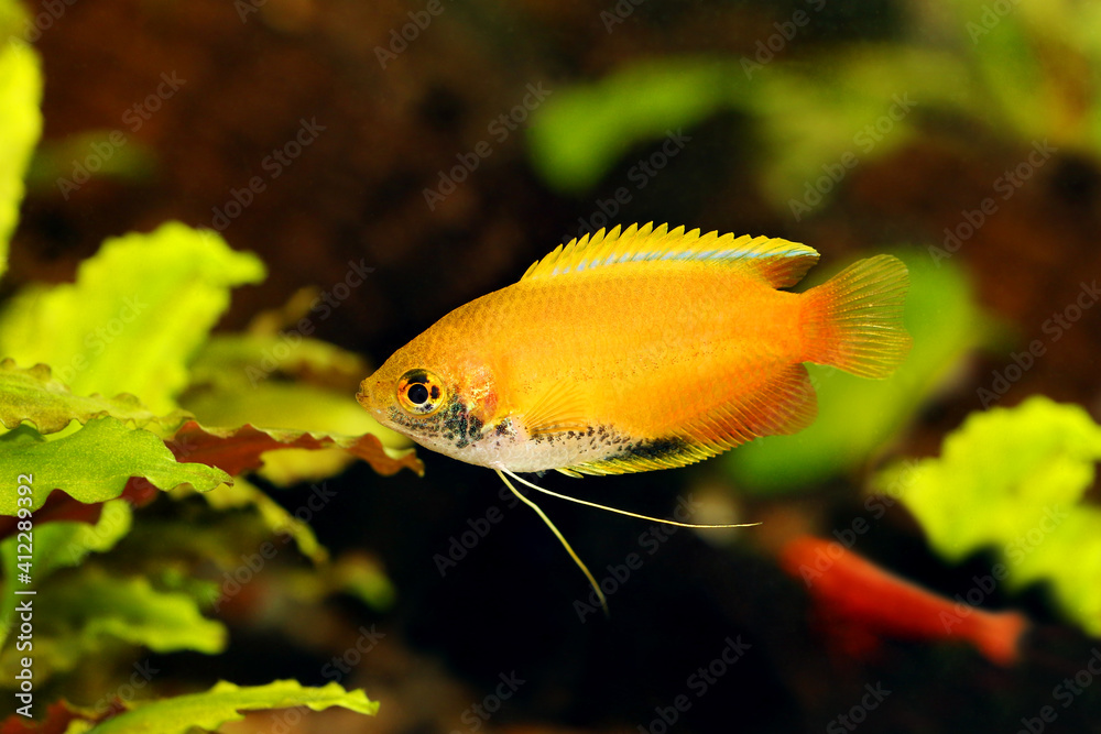 Honey Gourami Fish