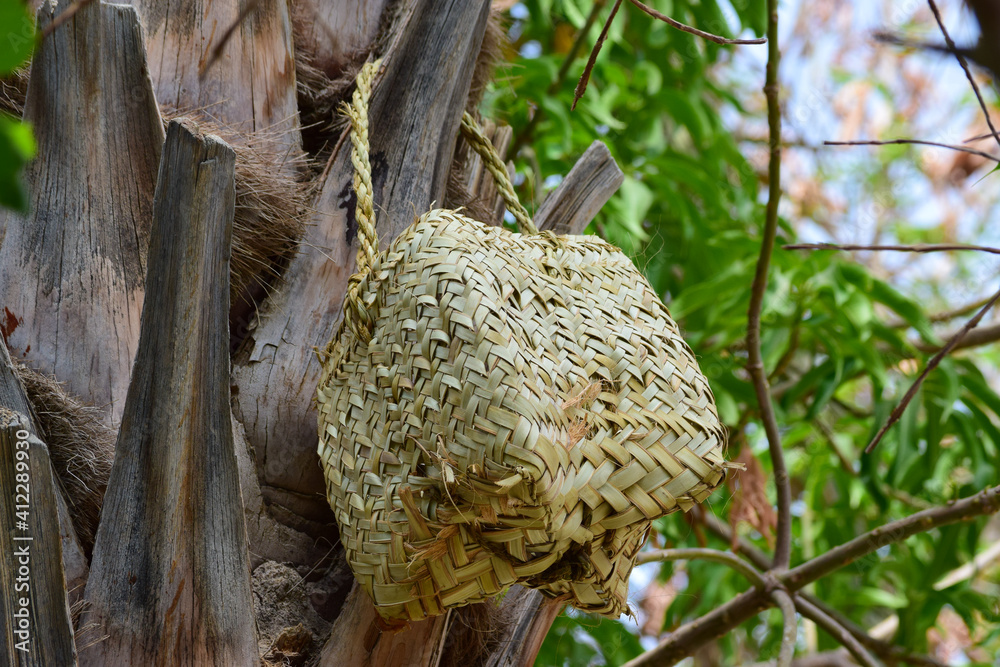 Human hand made dates tree box tool. palm leaf dry jar hanging on wood ...