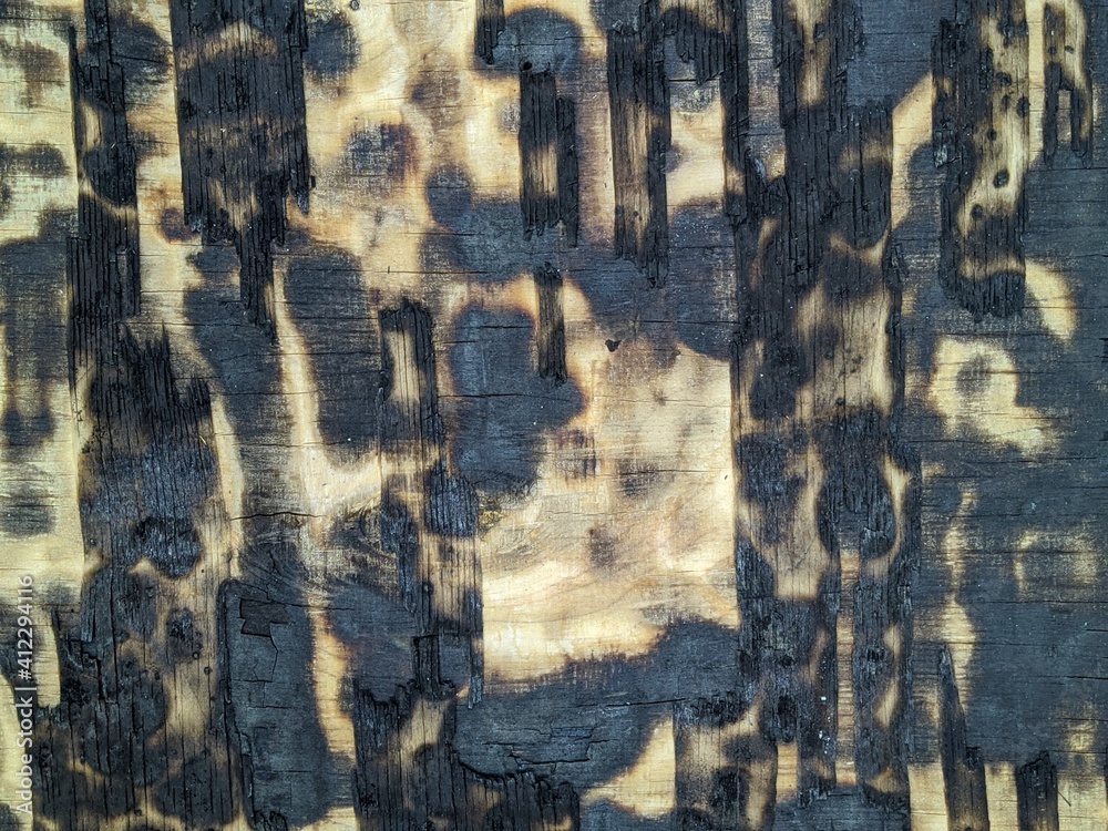 black wood texture of burnt tree after fire top view photo Stock Photo ...