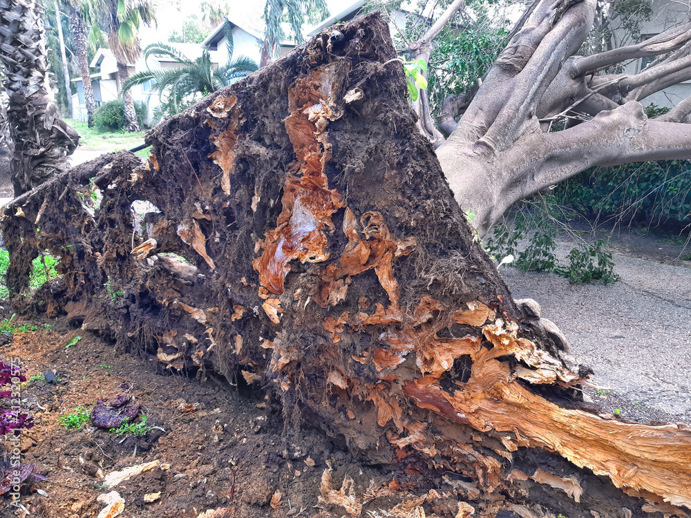 Old ficus tree fallen by storm. Ficus microcarpa, also known as Chinese ...