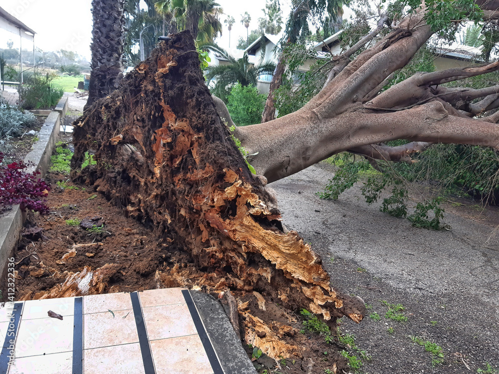 Old ficus tree fallen by storm. Ficus microcarpa, also known as Chinese ...