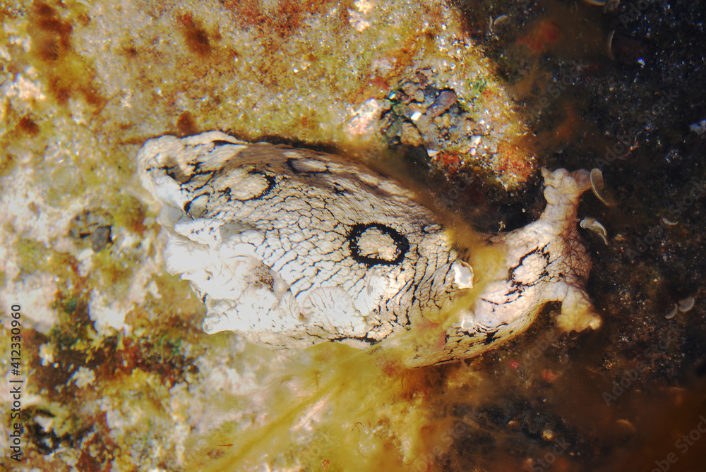 Foto de Aplysia dactylomela, molusco gasterópodo (vaca de mar en las ...