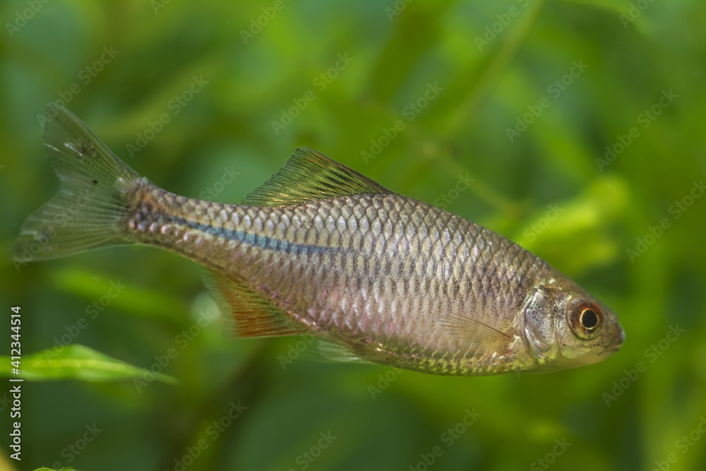 European bitterling, young specimen of wide-spread dwarf Cyprinidae ...
