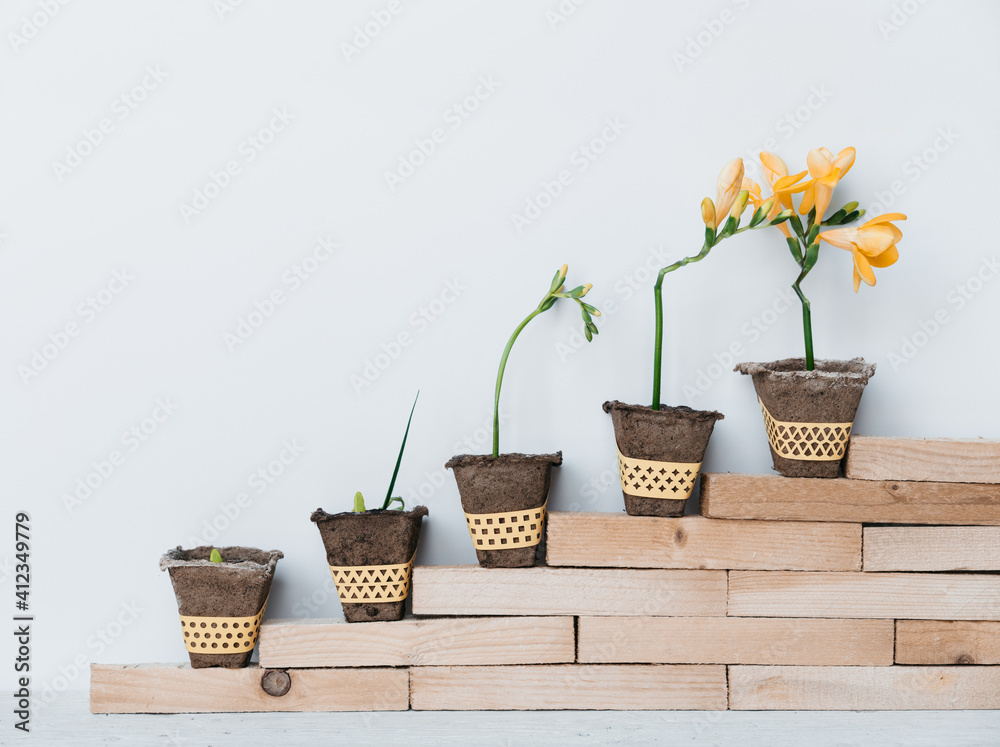 Step by step growth of flower Stock Photo | Adobe Stock