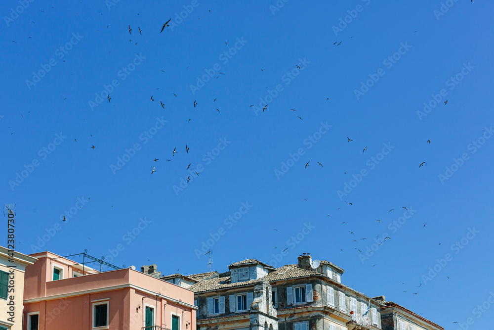 Swallows flying above the Venetian architecture of Corfu old town Stock ...