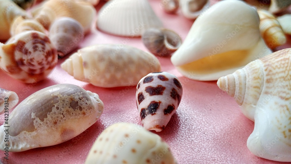 Sea animal shells, nature concept suitable for backgrounds and ...