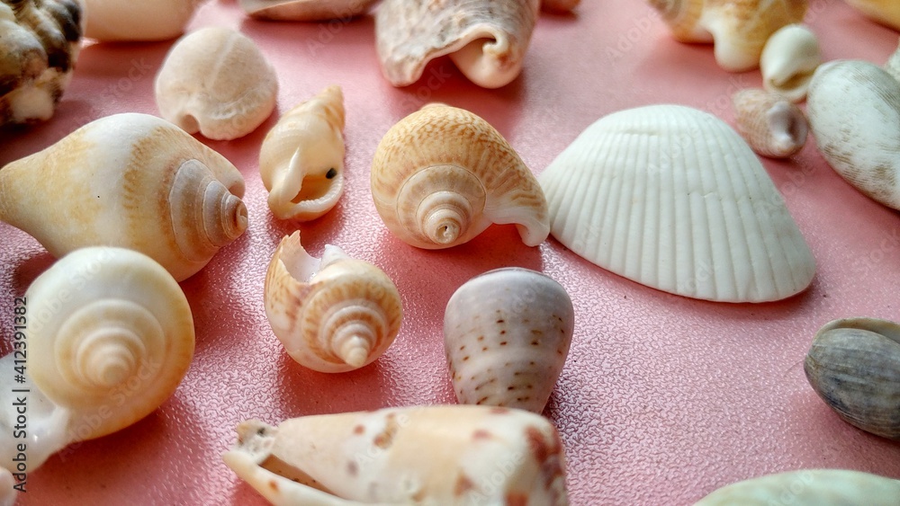 Sea animal shells, nature concept suitable for backgrounds and ...