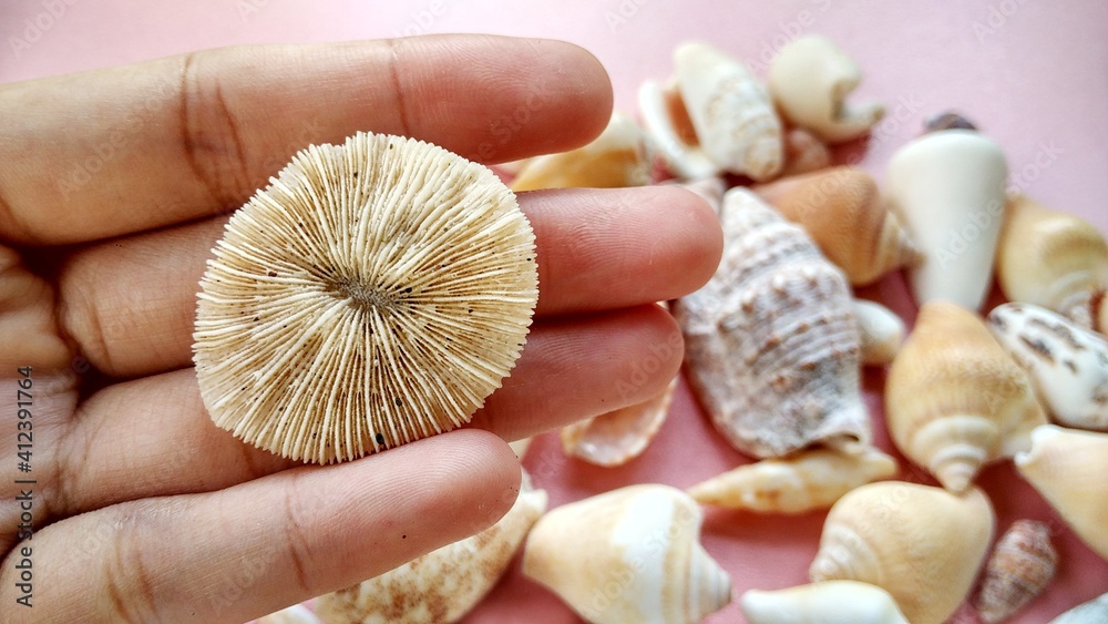 Sea animal shells, nature concept suitable for backgrounds and ...