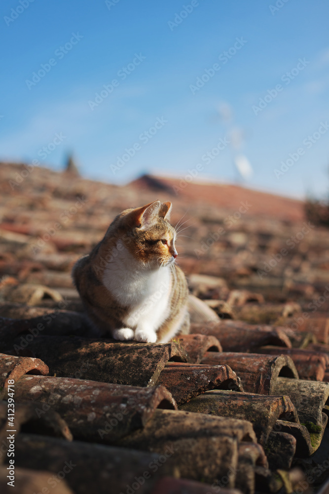 Tortosishell cat laying on shingles roof in pale winter sun Stock Photo ...