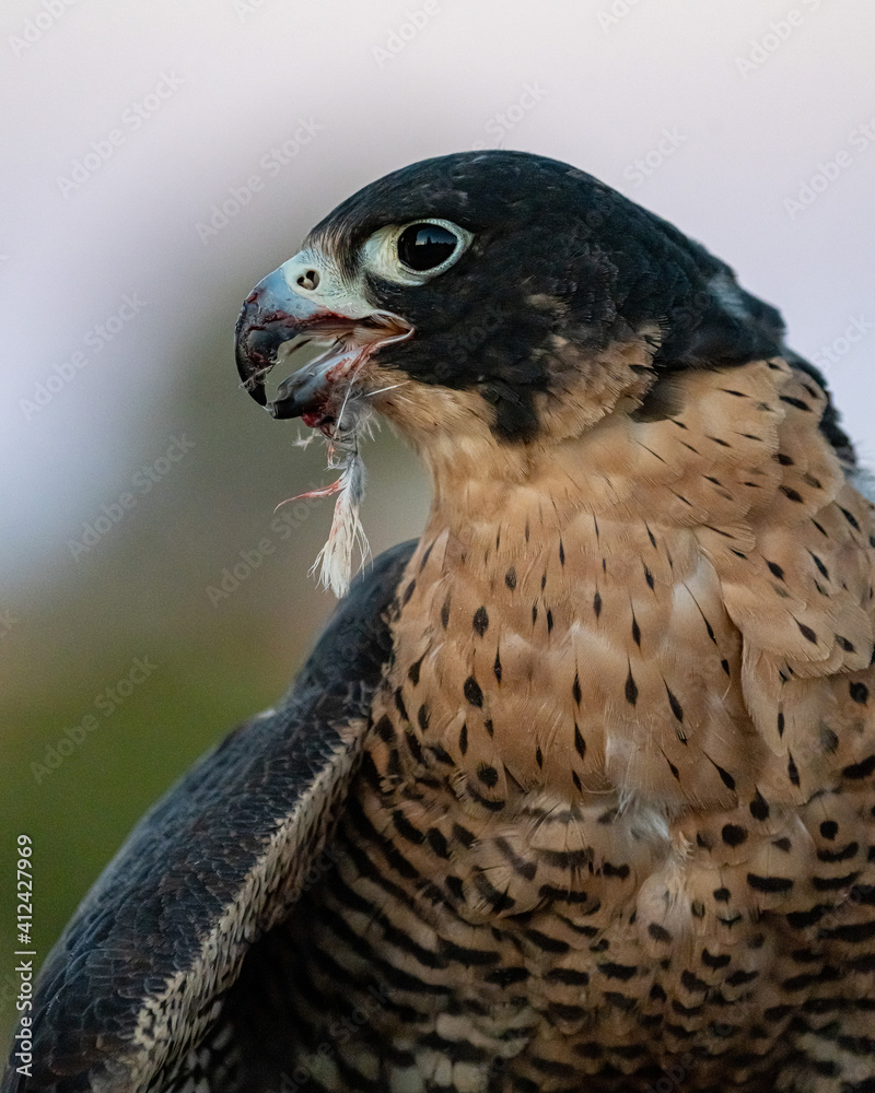 Foto de Un halcón peregrino adulto masculino comiendo un animal que ...