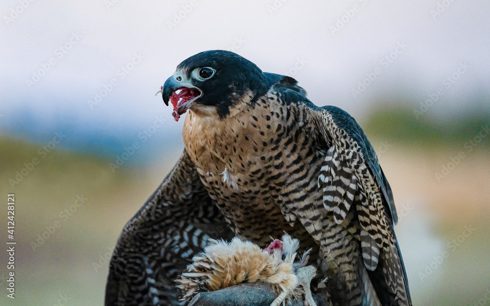 Foto de Un halcón peregrino adulto masculino comiendo un animal que ...