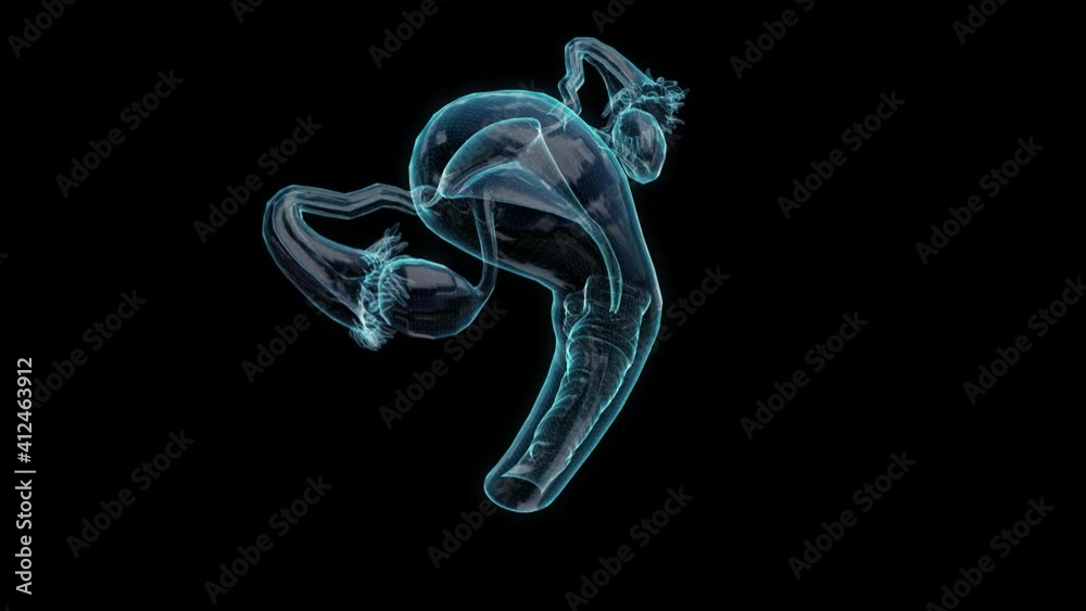 Female Reproductive System with Nervous System and Urinary Bladder ...