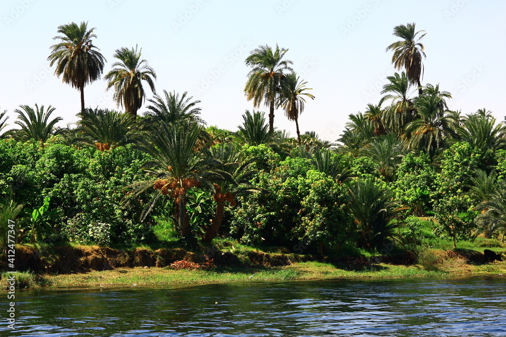 palmeras de dátiles en la orilla del río Nilo en Egipto Stock Photo ...