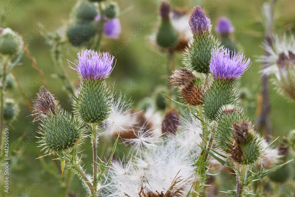 Cirsium vulgare, Spear thistle, Bull thistle, Common thistle, short ...