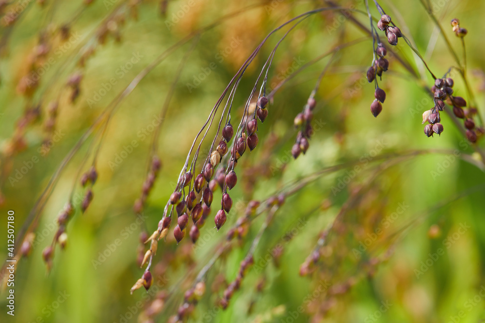 Plant of Panicum Miliaceum, commonly known as Proso Millet or Common ...
