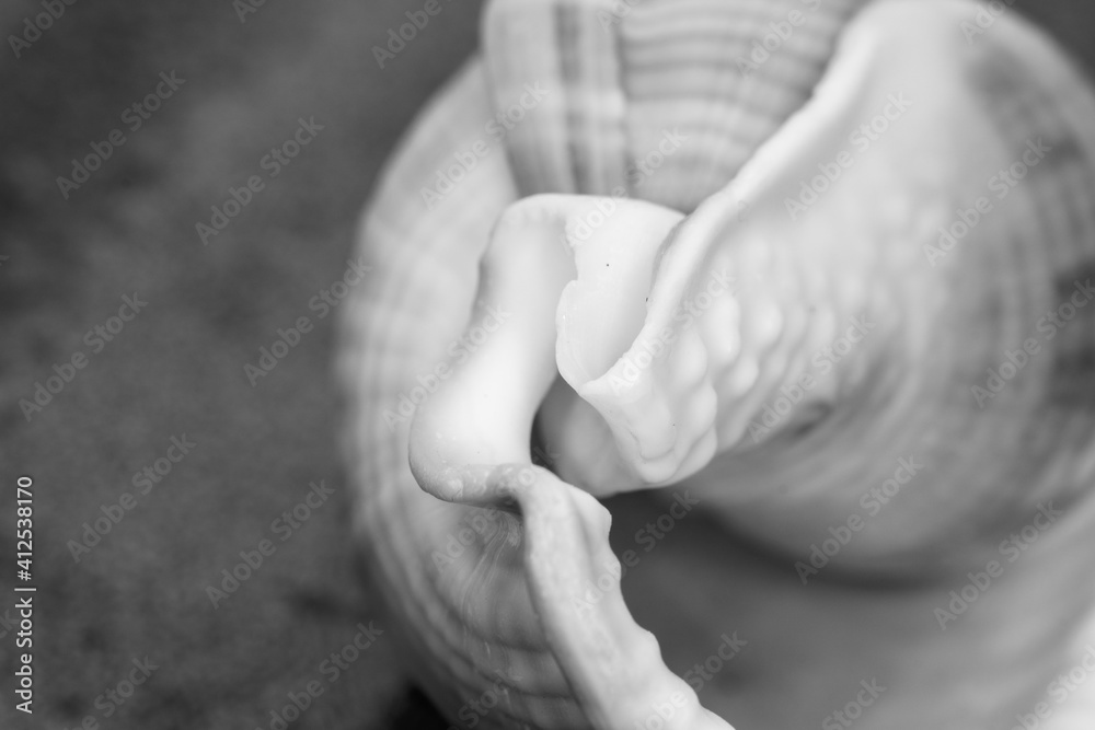 sea shell and golden ratio in nature, abstract photograph produced with ...