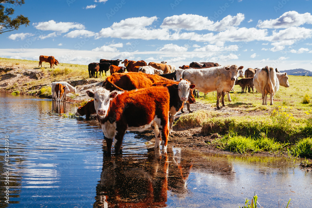 Grazing Cows in the Australian Outback Stock Photo | Adobe Stock