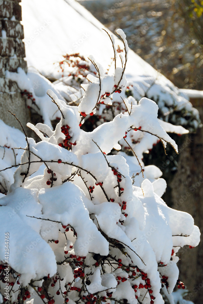 Cotonéaster sous la neige, arbuste à fruits rouges, Normandie, France ...