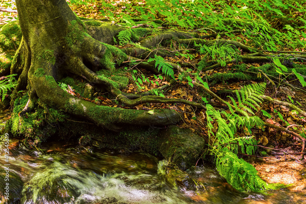 Creek with roots of tree in a forest. Landscape with shallow mountain ...
