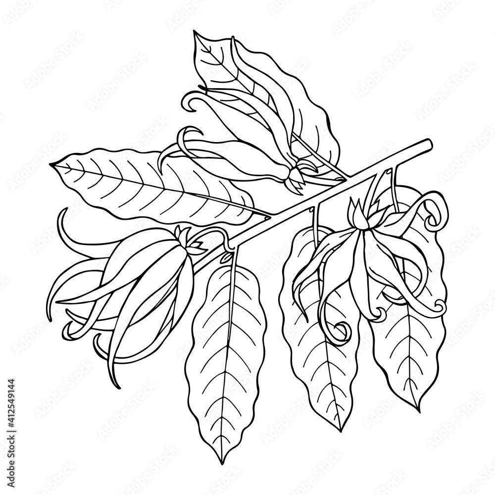 Ylang ylang branch with flowers and leaves. Hand drawn outline. Vector ...