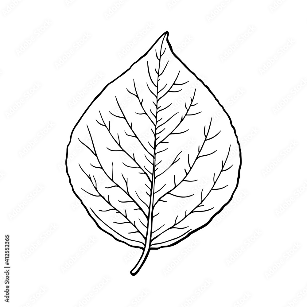 Leaf of poplar (cottonwood). Forest design element. Drawing in sketch ...