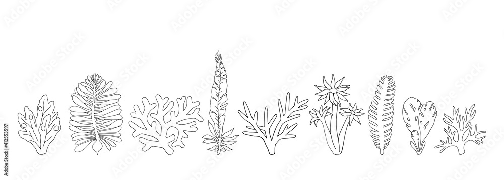 Sea Plants Vector